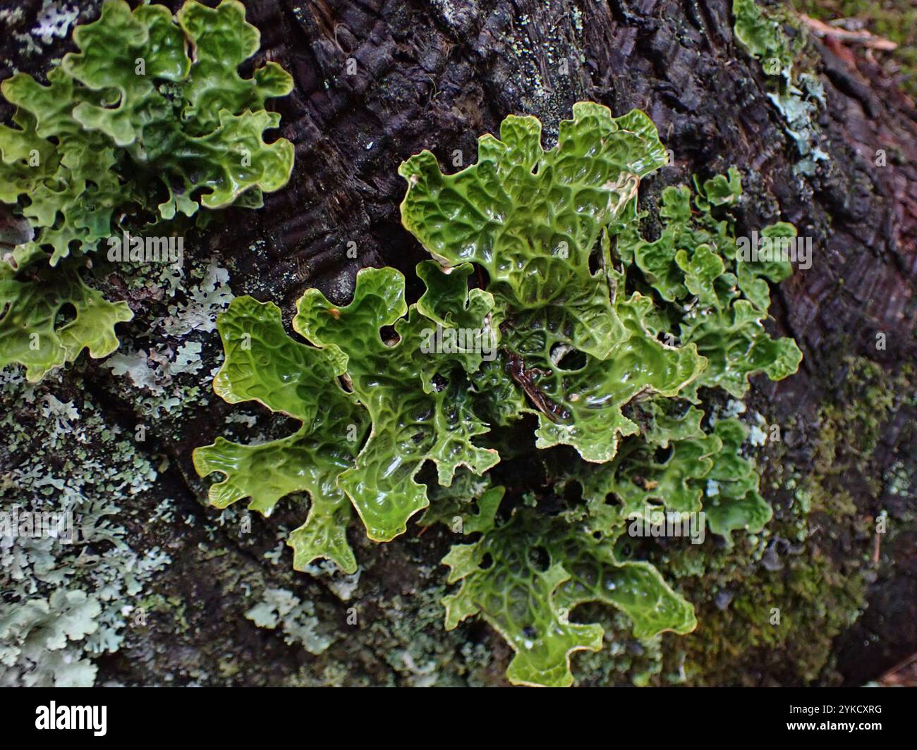 Tree Lungwort (Lobaria pulmonaria Stock Photo - Alamy
