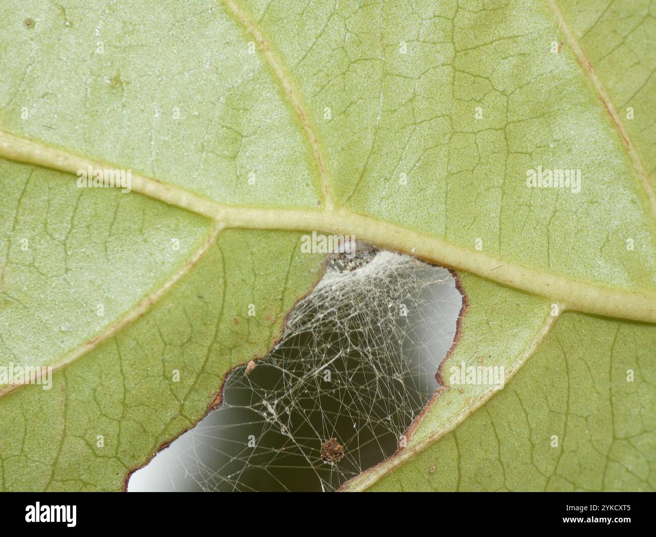 Leaf-running Spiders (Hygropoda Stock Photo - Alamy