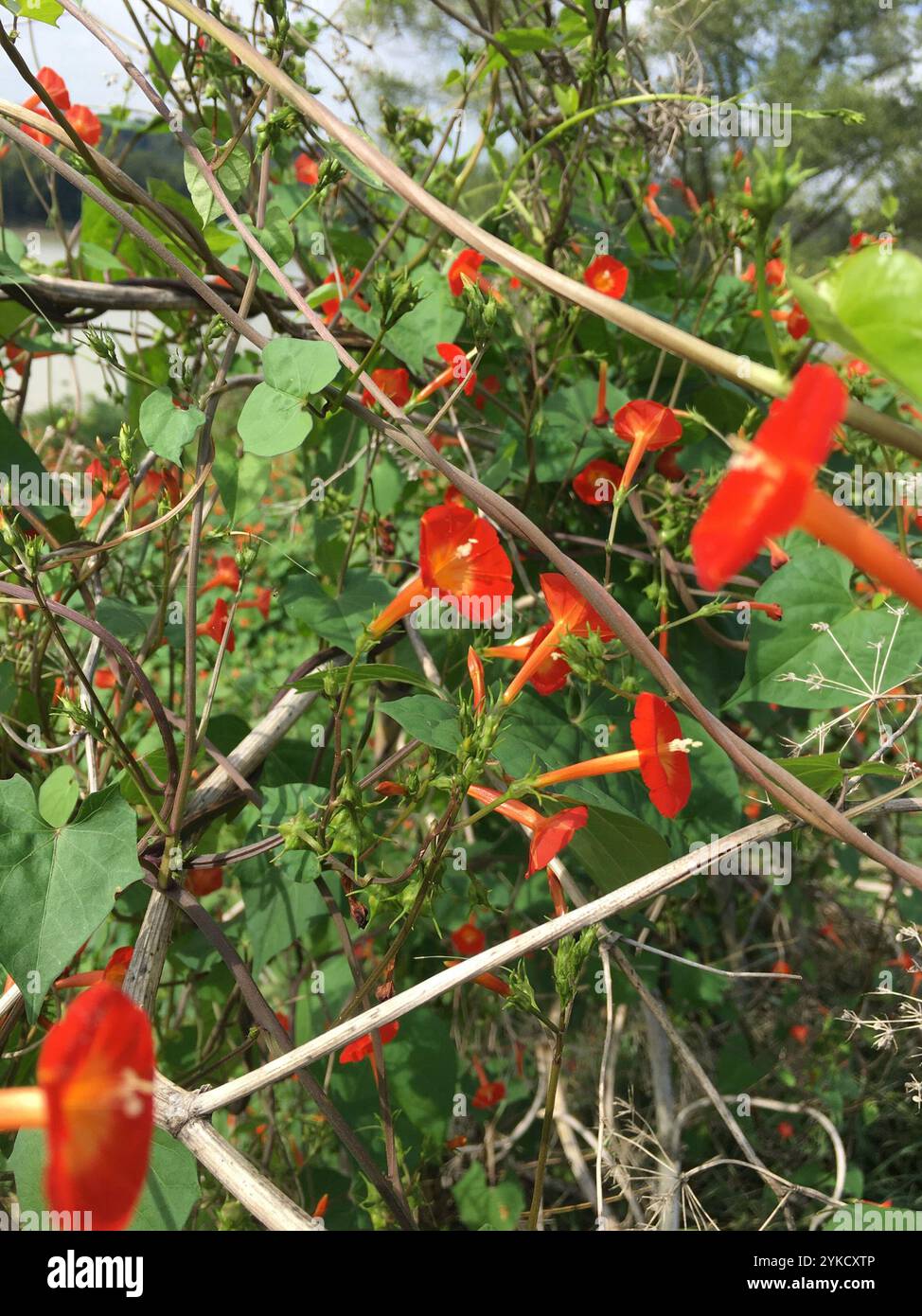 red morning glory (Ipomoea coccinea Stock Photo - Alamy