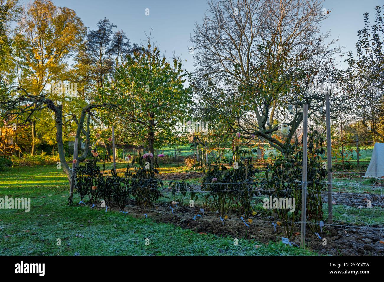 First autumn frost in the garden. Dahlia flower bed damaged after first ...
