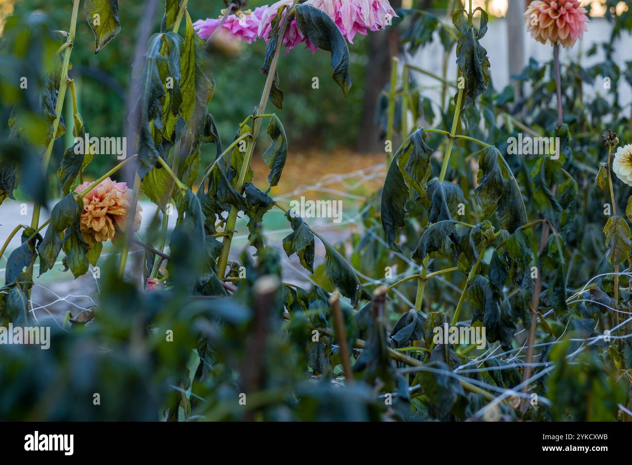 First autumn frost in the garden. Dahlia flowerbed damaged after first ...