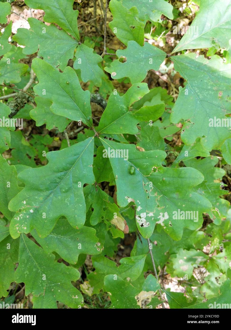 white oak (Quercus alba Stock Photo - Alamy