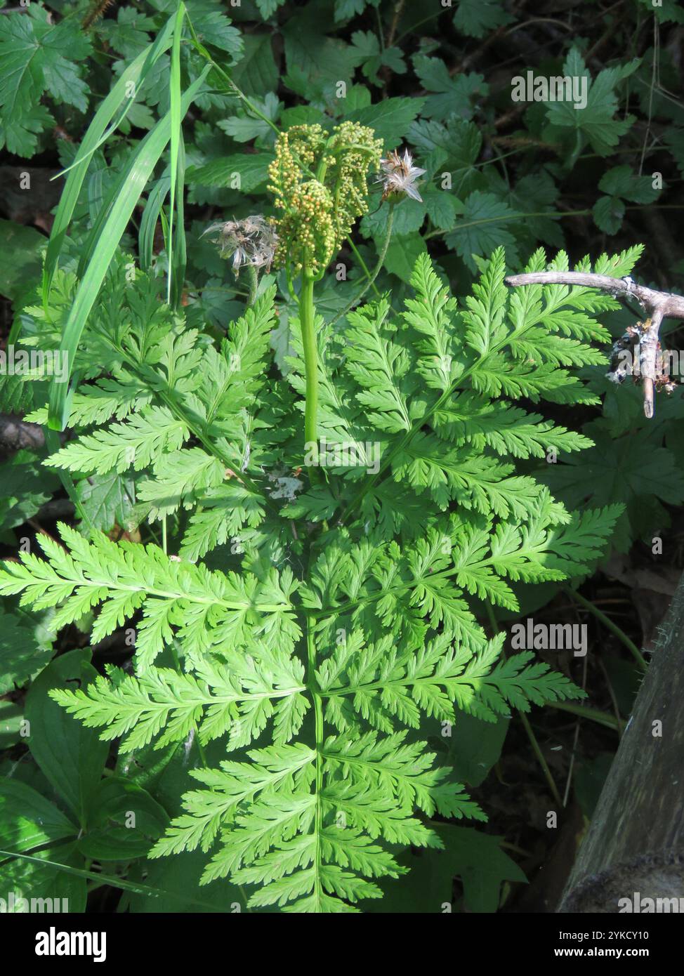 rattlesnake fern (Botrypus virginianus Stock Photo - Alamy