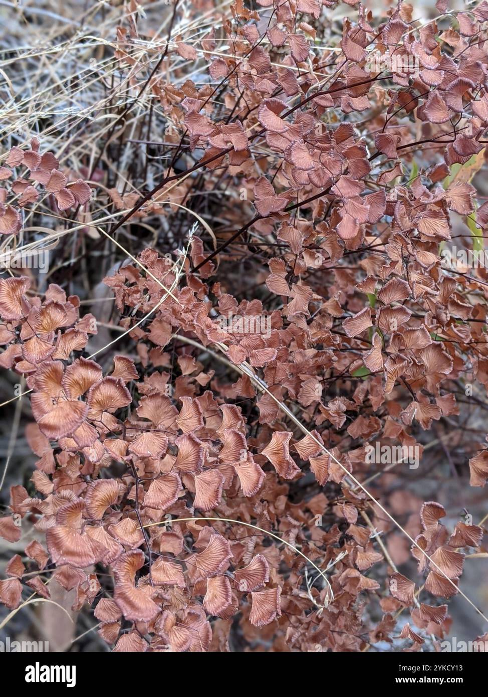 California Maidenhair Fern (Adiantum jordanii Stock Photo - Alamy
