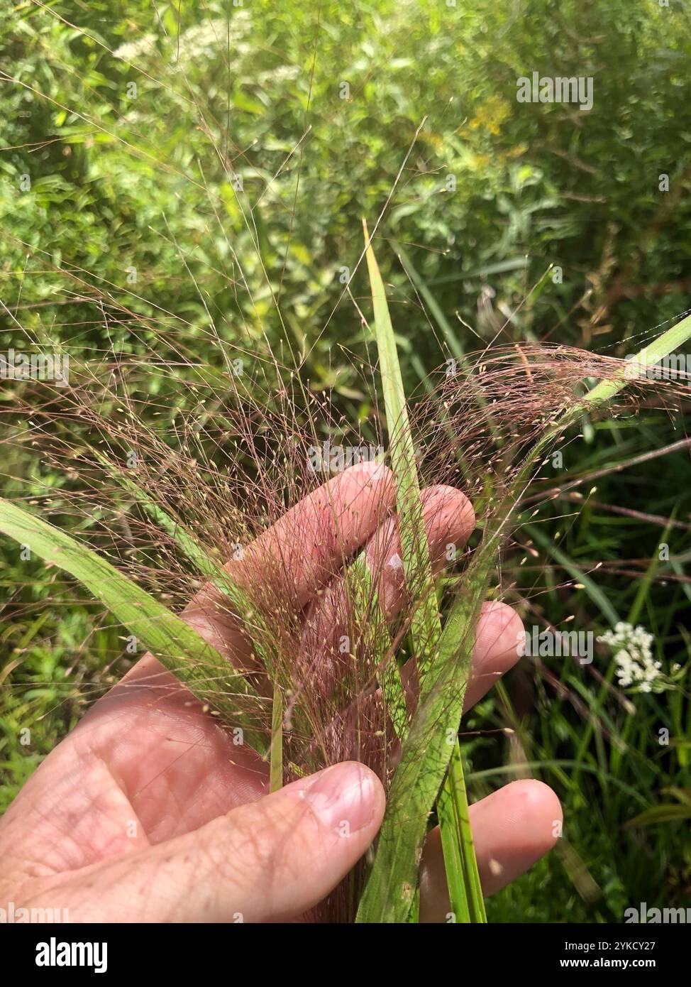 Gattinger's panic grass (Panicum gattingeri Stock Photo - Alamy