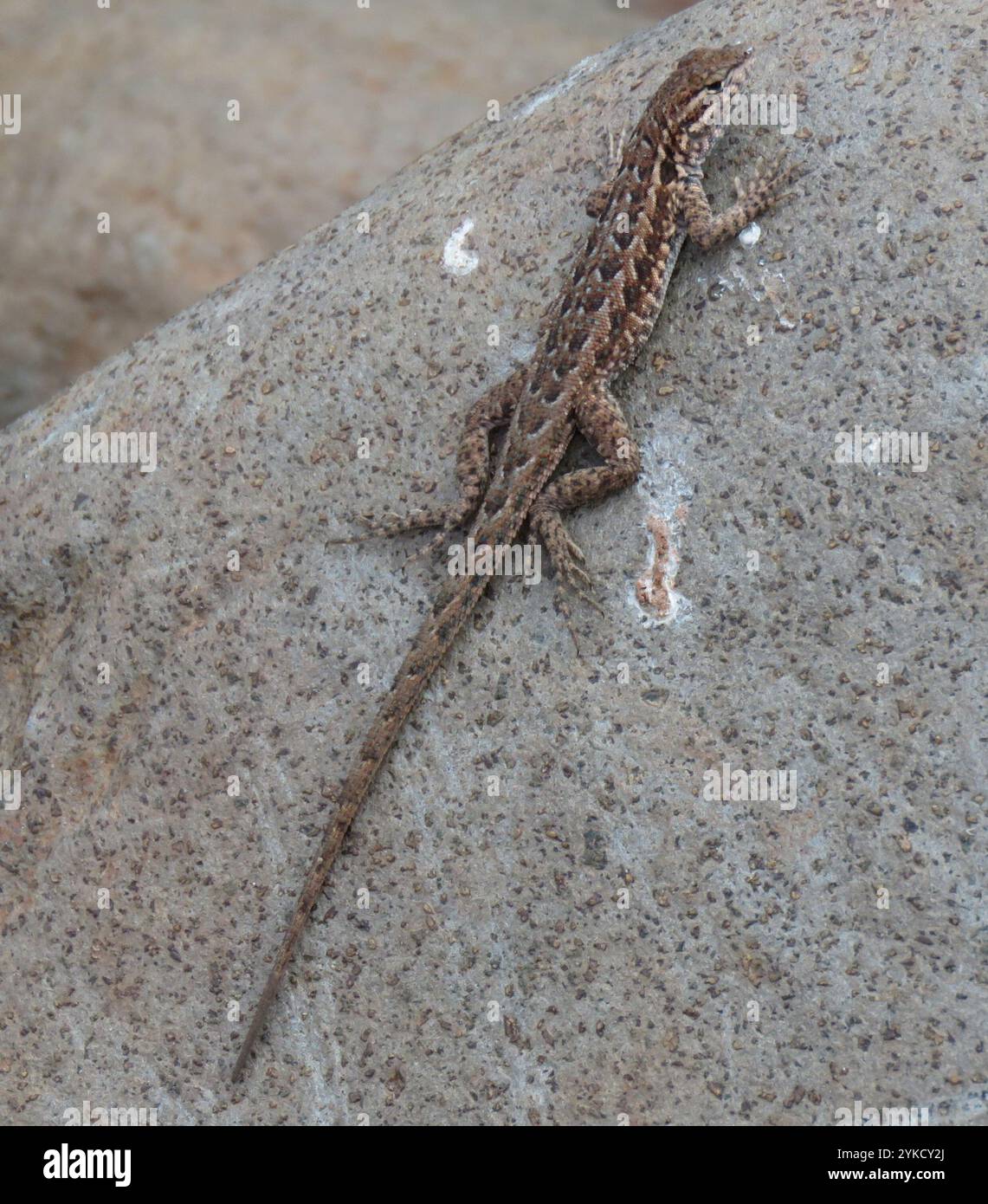 Common Side-blotched Lizard (Uta stansburiana Stock Photo - Alamy