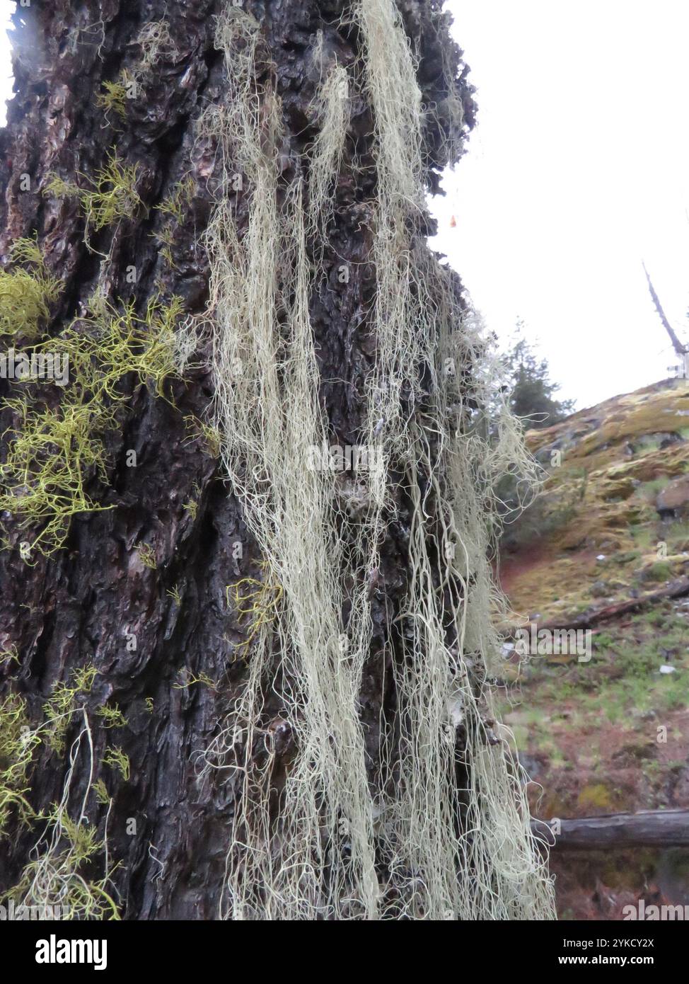 Witch's Hair (Alectoria sarmentosa Stock Photo - Alamy