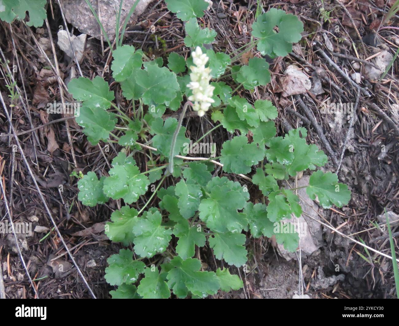 roundleaf alumroot (Heuchera cylindrica Stock Photo - Alamy