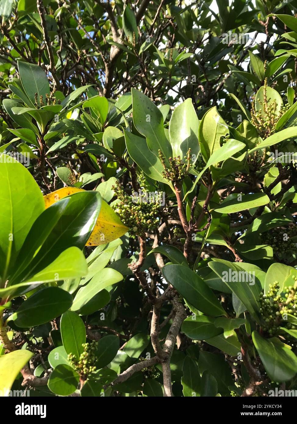 Karaka (Corynocarpus laevigatus Stock Photo - Alamy