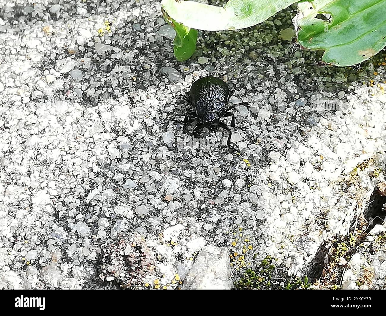 black-punctured leaf beetle (Galeruca tanaceti Stock Photo - Alamy