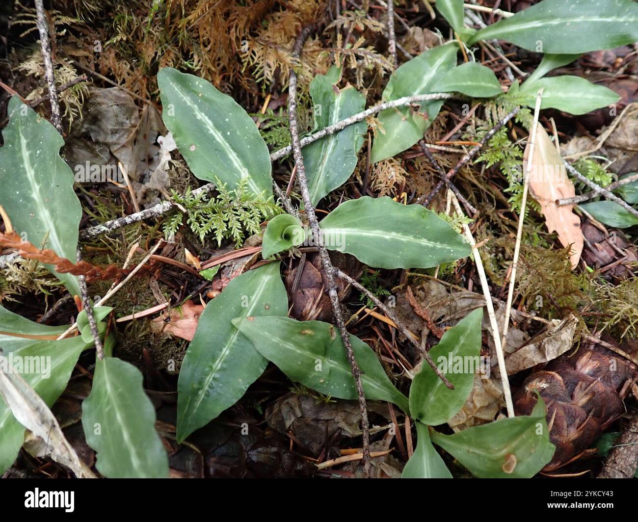 Western Rattlesnake Plantain (Goodyera oblongifolia Stock Photo - Alamy