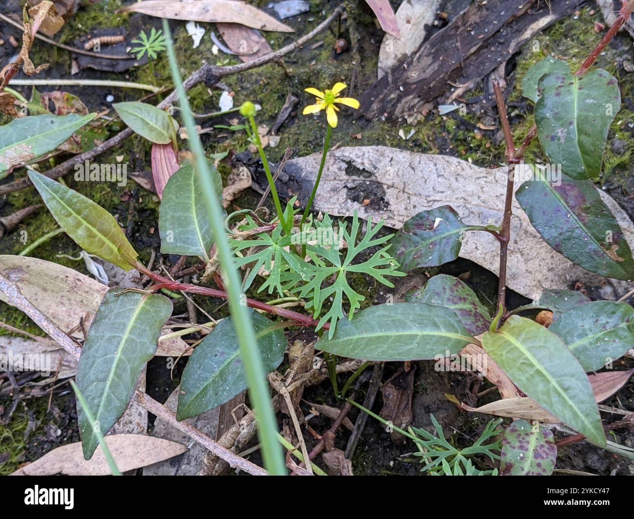 river buttercup (Ranunculus inundatus Stock Photo - Alamy