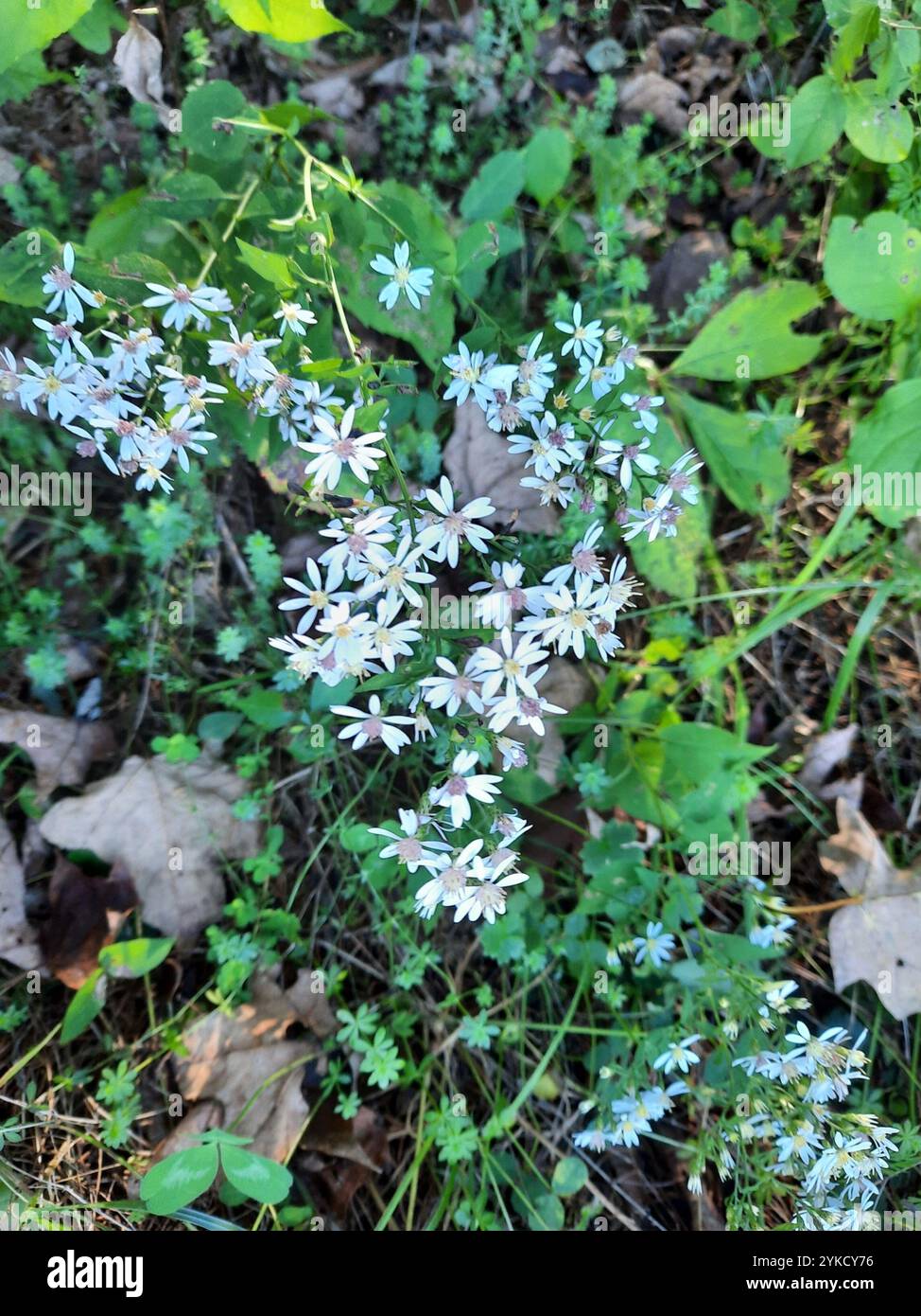 Common Blue Wood Aster (Symphyotrichum cordifolium Stock Photo - Alamy