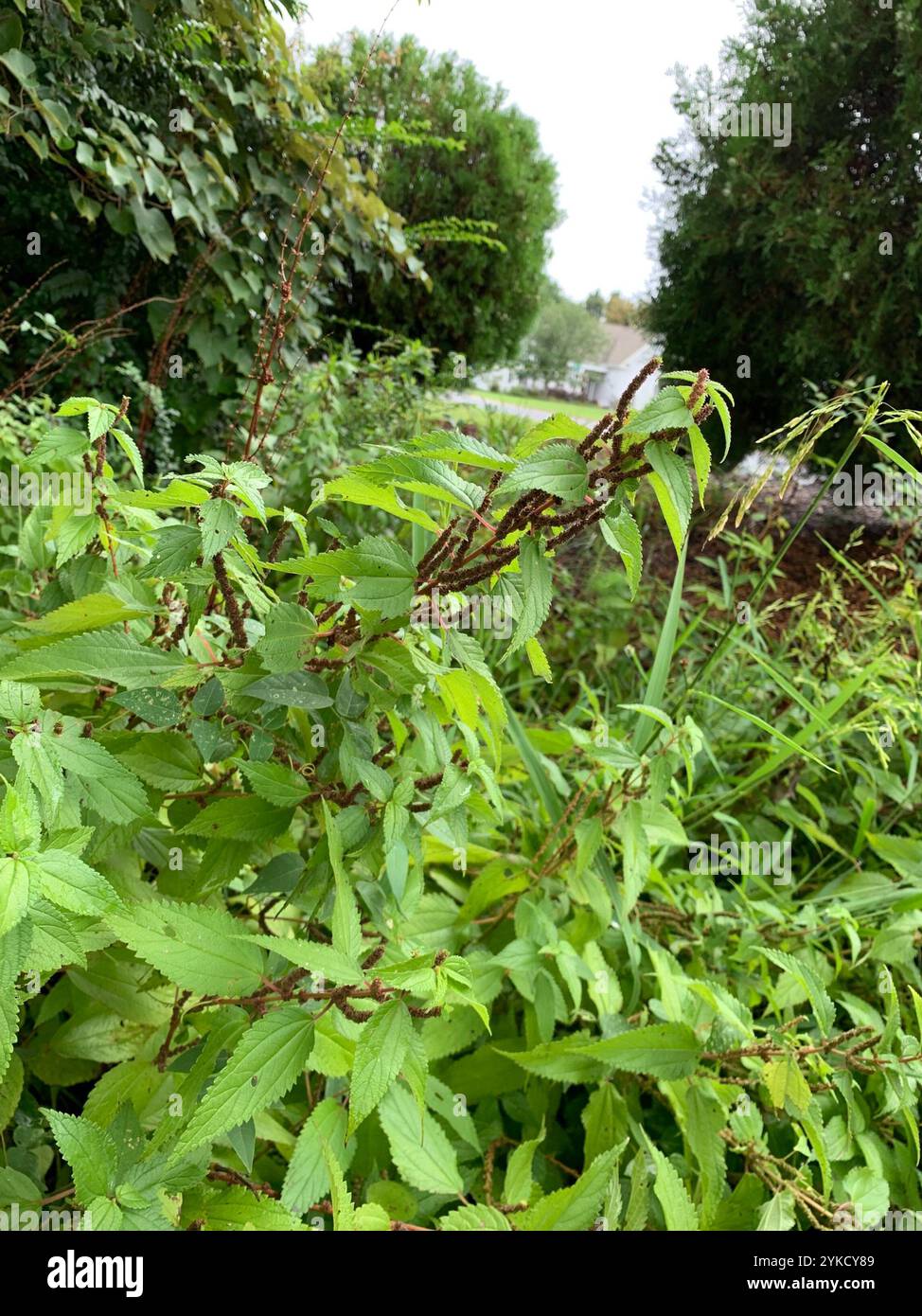 false nettle (Boehmeria cylindrica Stock Photo - Alamy