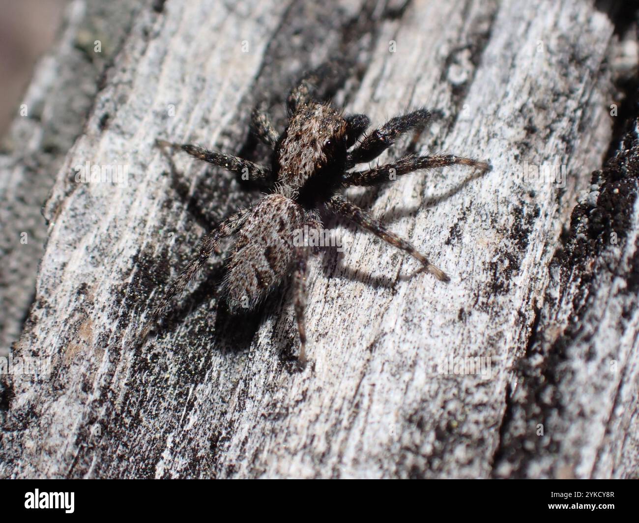 California Flattened Jumping Spider (Platycryptus californicus Stock ...