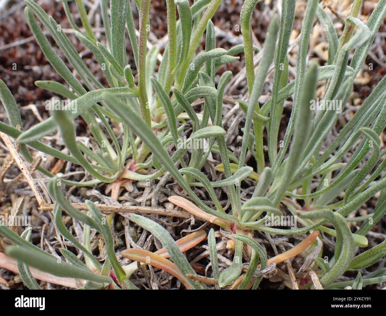 Desert Yellow Fleabane (Erigeron linearis Stock Photo - Alamy