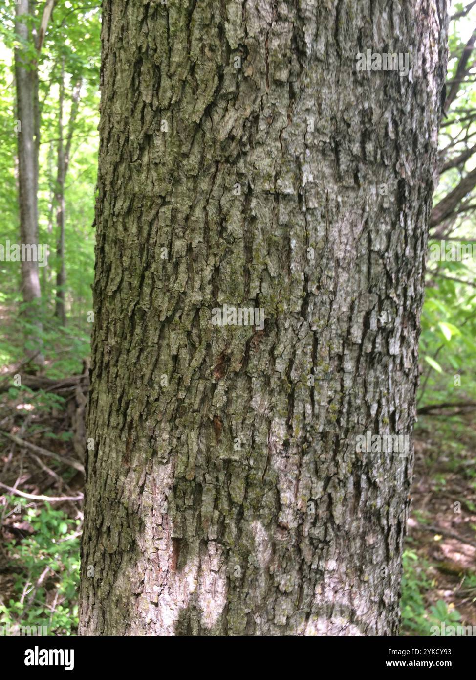 bitternut hickory (Carya cordiformis Stock Photo - Alamy