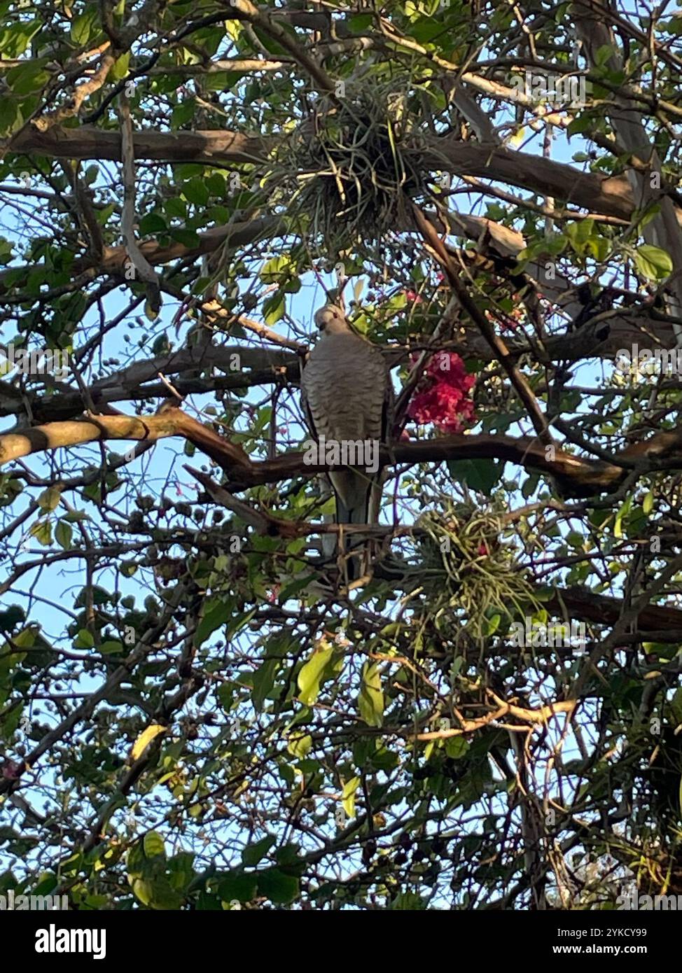 Inca Dove (Columbina inca Stock Photo - Alamy