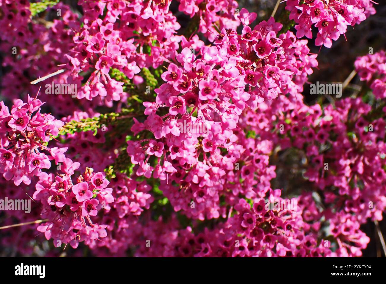 Graffiti Heath (Erica seriphiifolia Stock Photo - Alamy