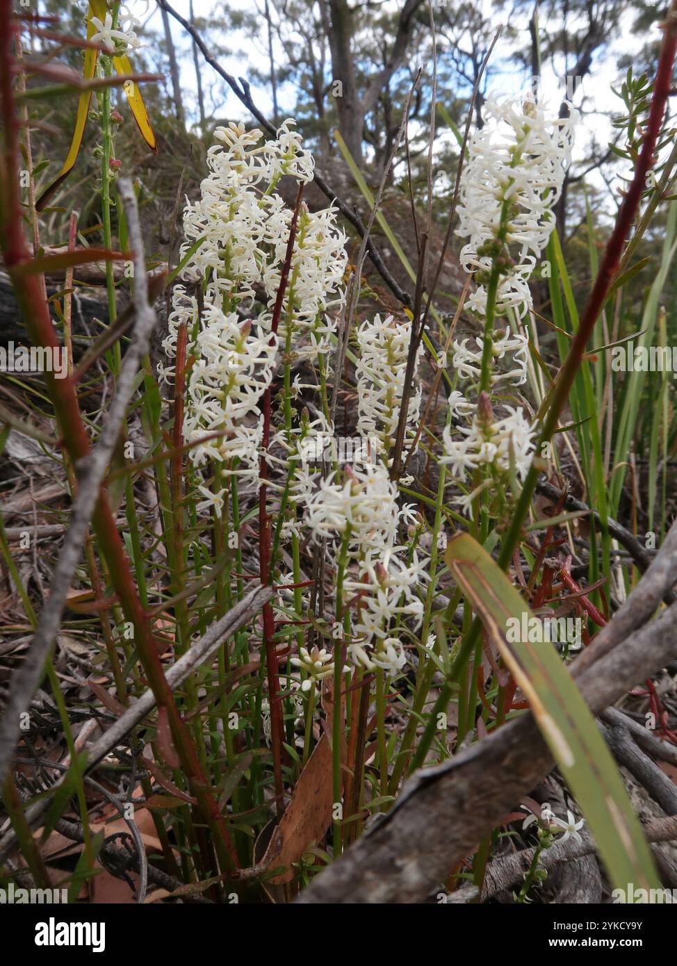 Creamy Candles (Stackhousia monogyna Stock Photo - Alamy