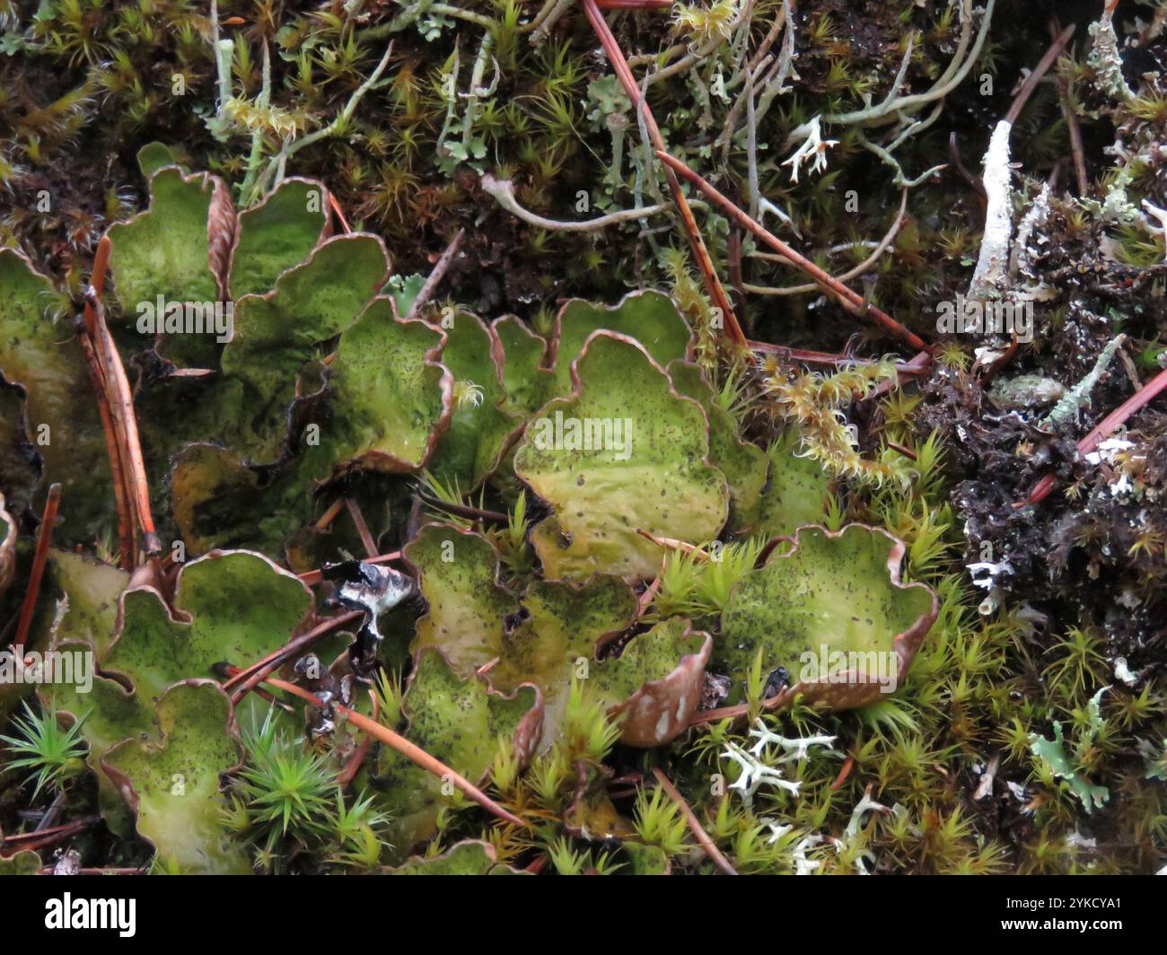 freckled pelt lichen (Peltigera aphthosa Stock Photo - Alamy