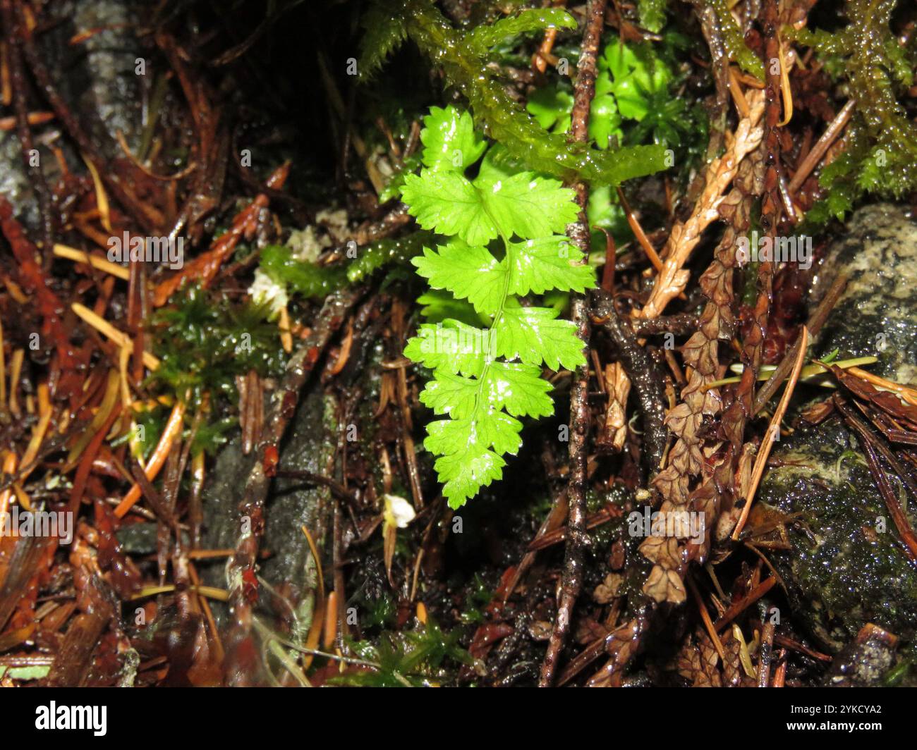 fragile ferns (Cystopteris Stock Photo - Alamy