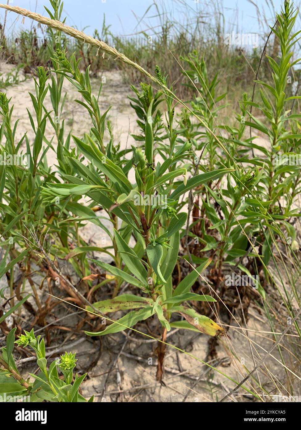 northern seaside goldenrod (Solidago sempervirens Stock Photo - Alamy