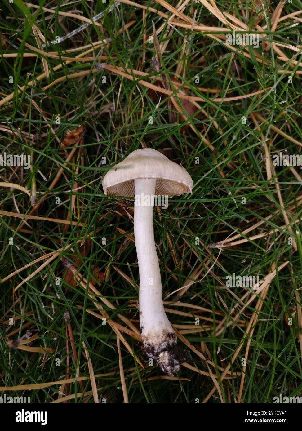 White Fibrecap (Inocybe geophylla Stock Photo - Alamy