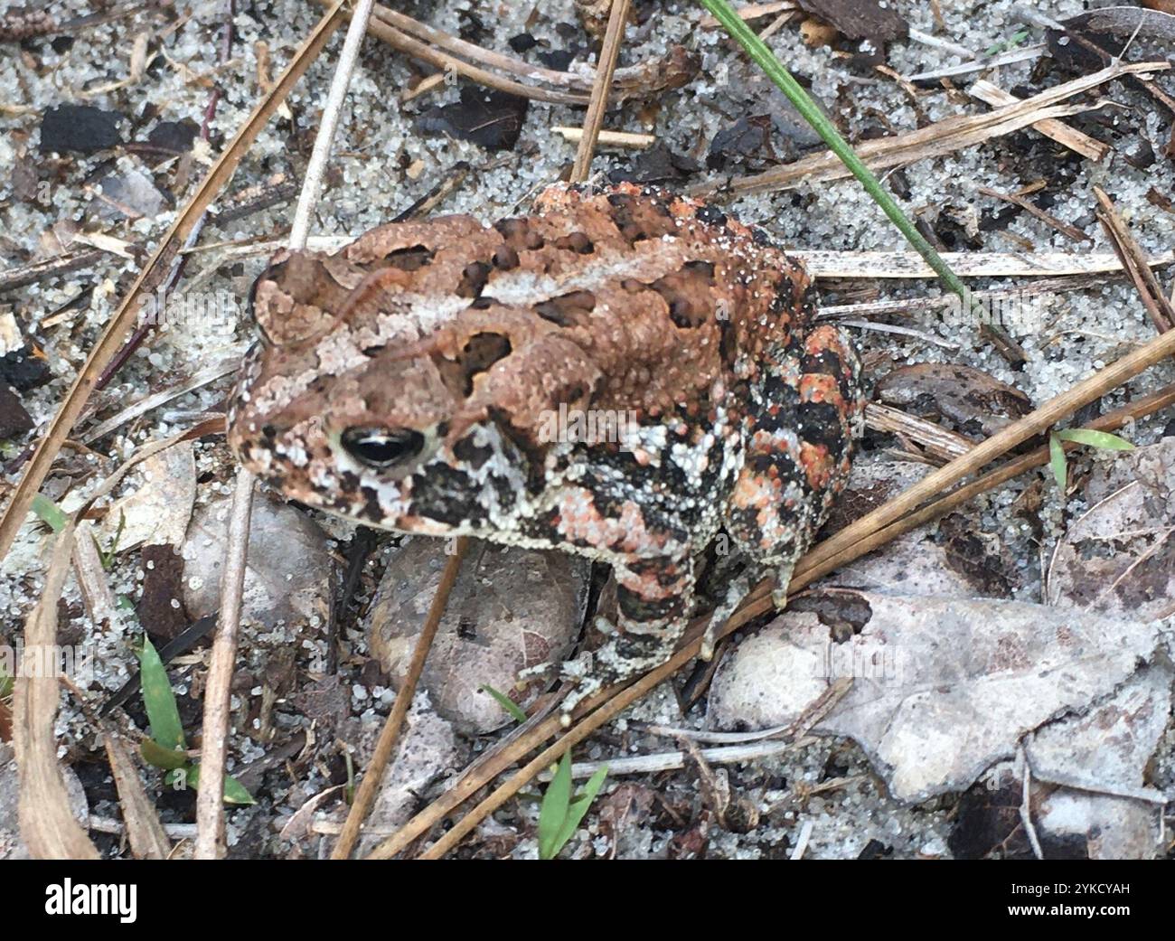 Southern Toad (Anaxyrus terrestris Stock Photo - Alamy