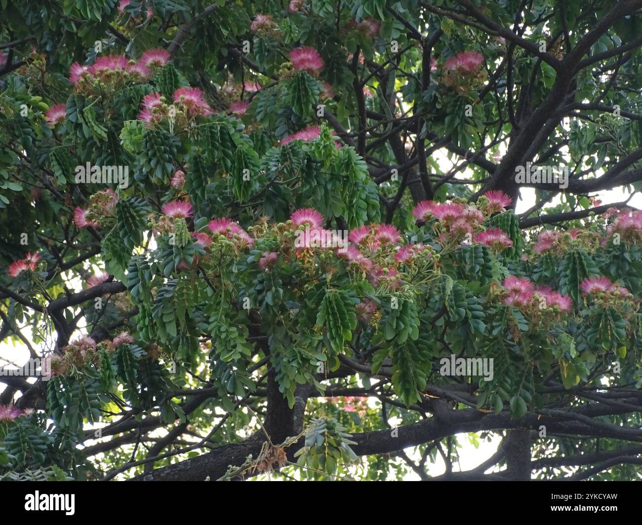 Monkey pod tree (Samanea saman Stock Photo - Alamy