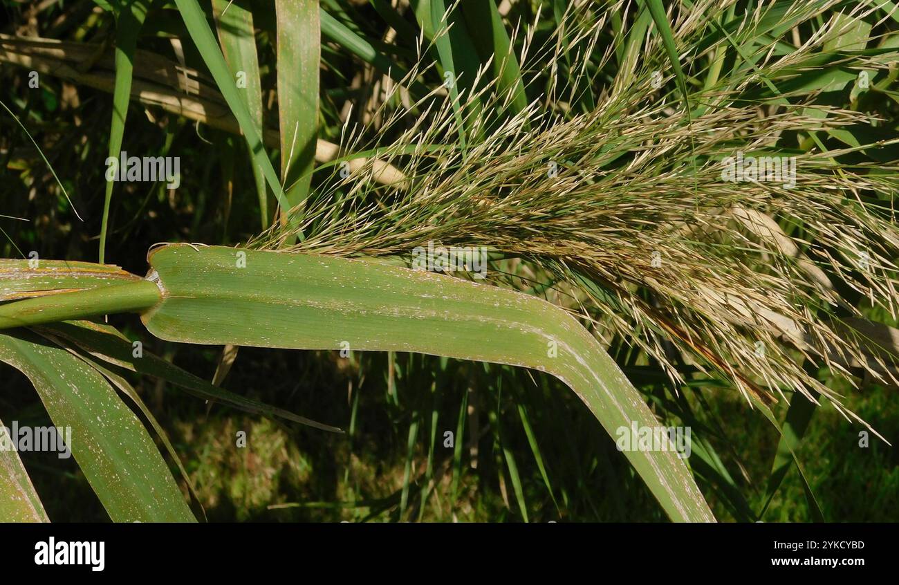 giant reed (Arundo donax Stock Photo - Alamy