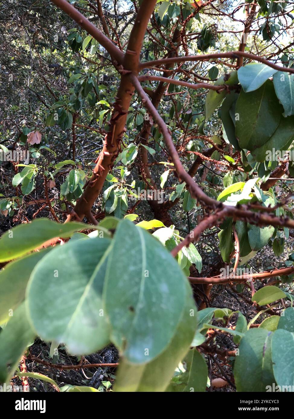 Pacific madrone (Arbutus menziesii Stock Photo - Alamy