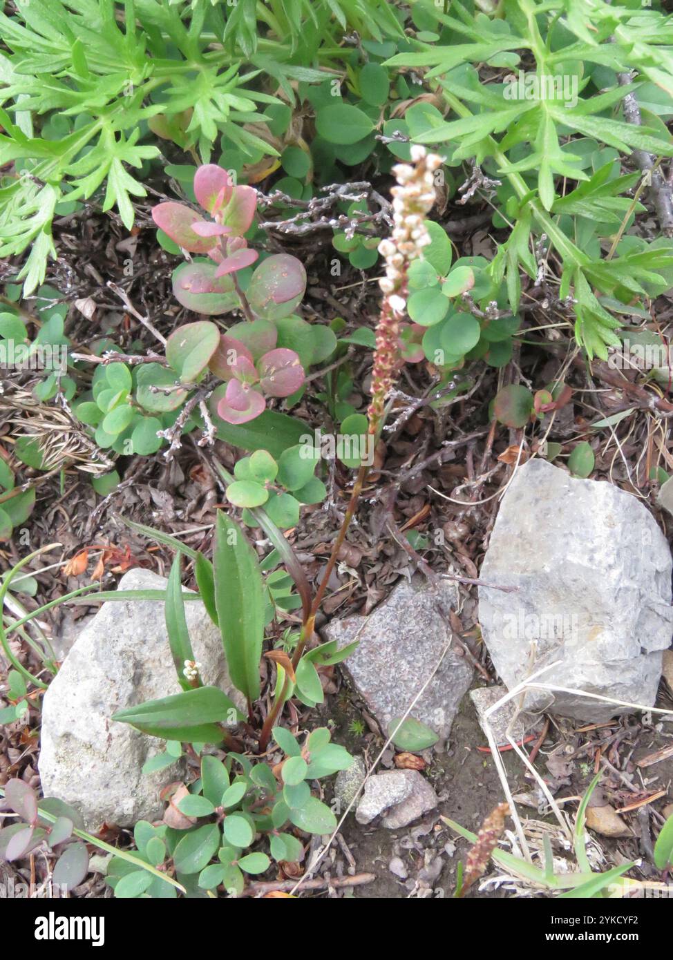 alpine bistort (Bistorta vivipara Stock Photo - Alamy