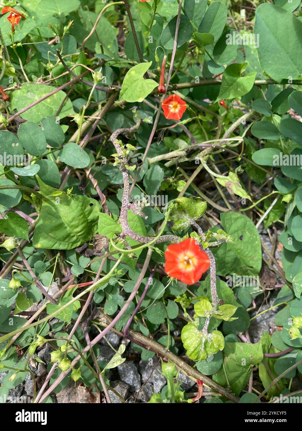 red morning glory (Ipomoea coccinea Stock Photo - Alamy