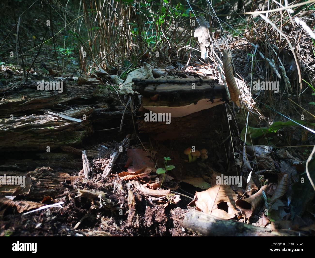 artist's bracket (Ganoderma applanatum Stock Photo - Alamy