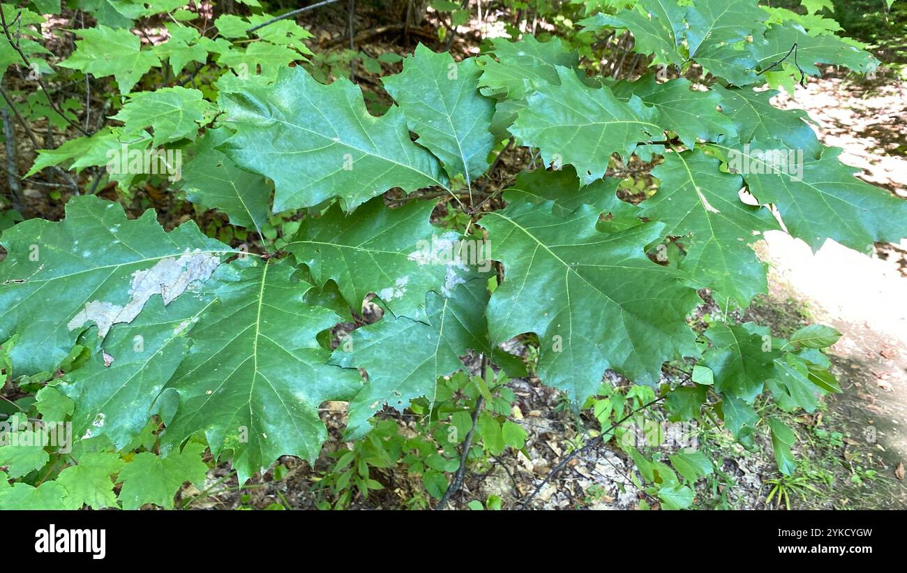 northern red oak (Quercus rubra Stock Photo - Alamy