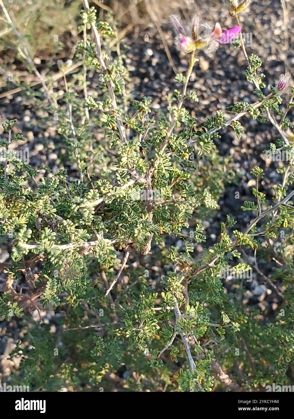 feather dalea (Dalea formosa Stock Photo - Alamy