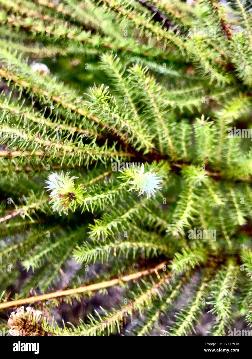Foxy Slangbos (Stoebe alopecuroides Stock Photo - Alamy