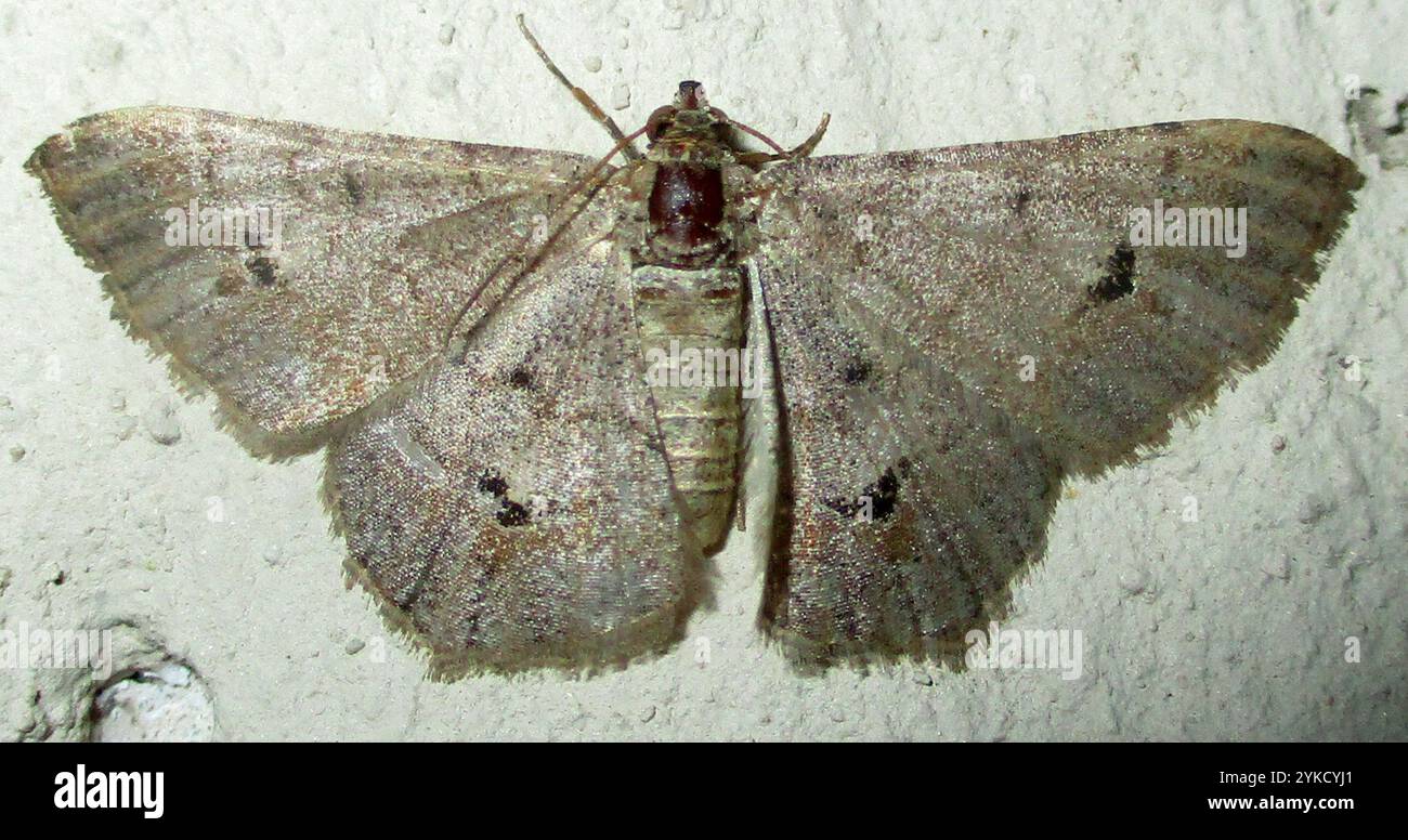 Geometer Moths (Geometridae Stock Photo - Alamy