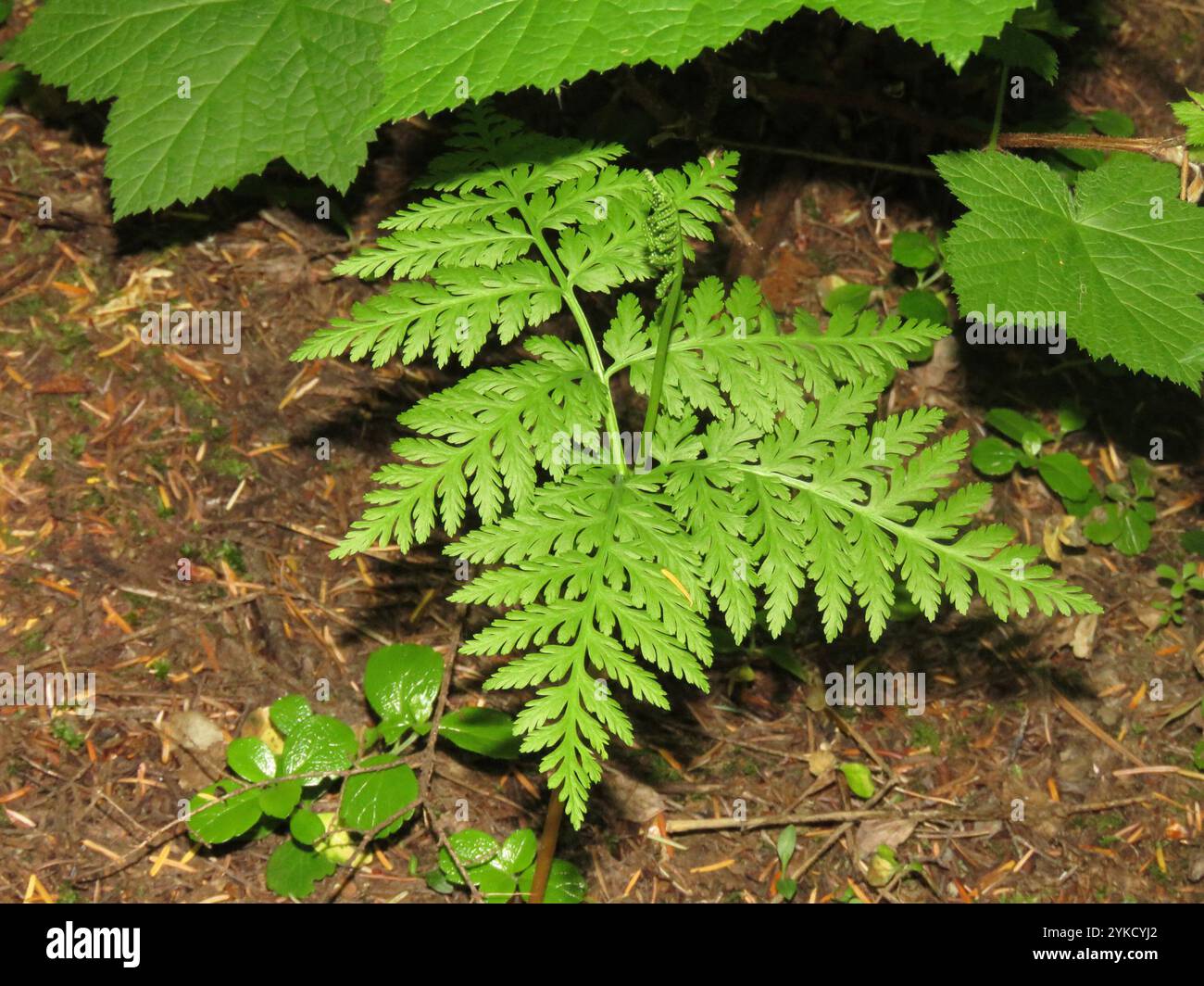rattlesnake fern (Botrypus virginianus Stock Photo - Alamy