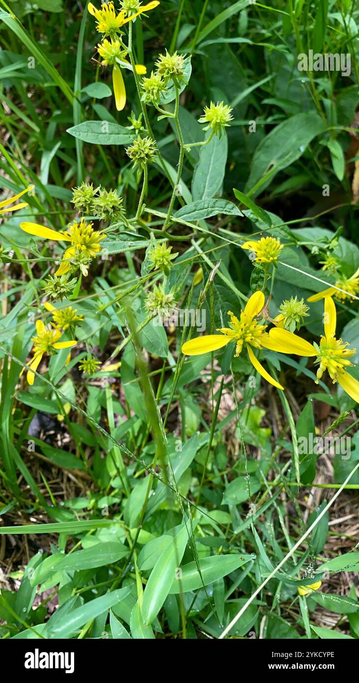 Wingstem (Verbesina alternifolia Stock Photo - Alamy