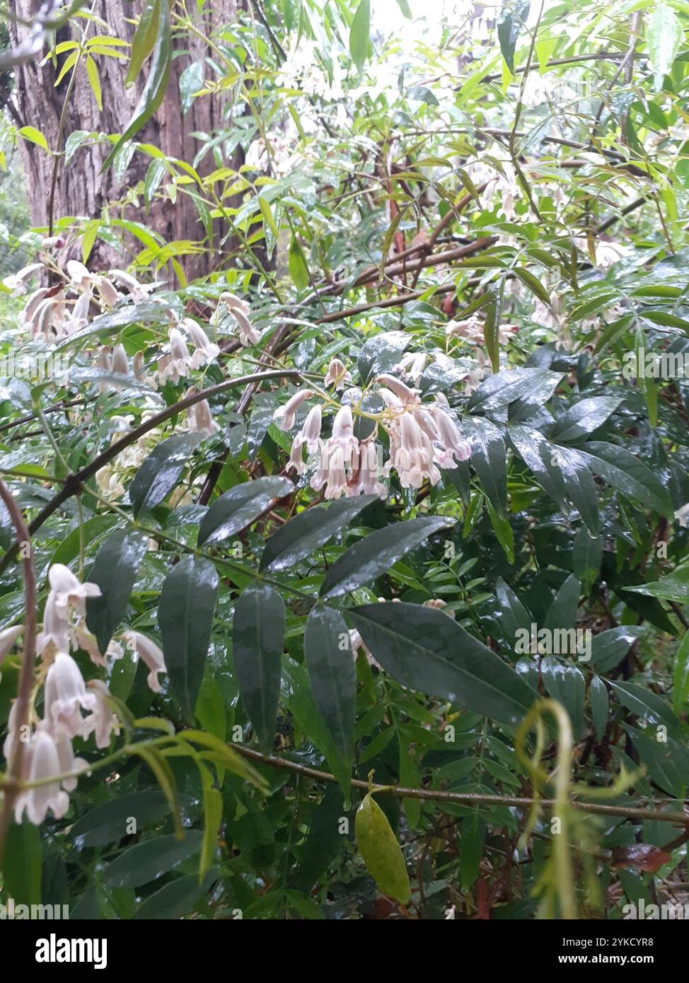 Wonga wonga vine hi-res stock photography and images - Alamy