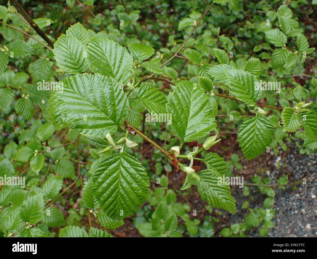 Green alder alnus alnobetula hi-res stock photography and images - Alamy