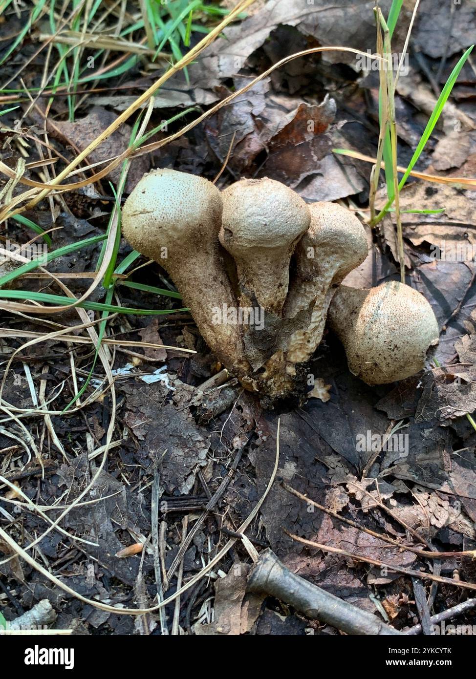 Pear-shaped Puffball (Apioperdon pyriforme Stock Photo - Alamy