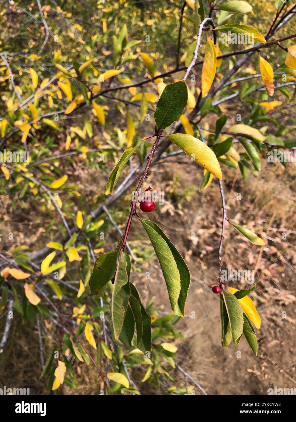 Bitter cherry (Prunus emarginata Stock Photo - Alamy
