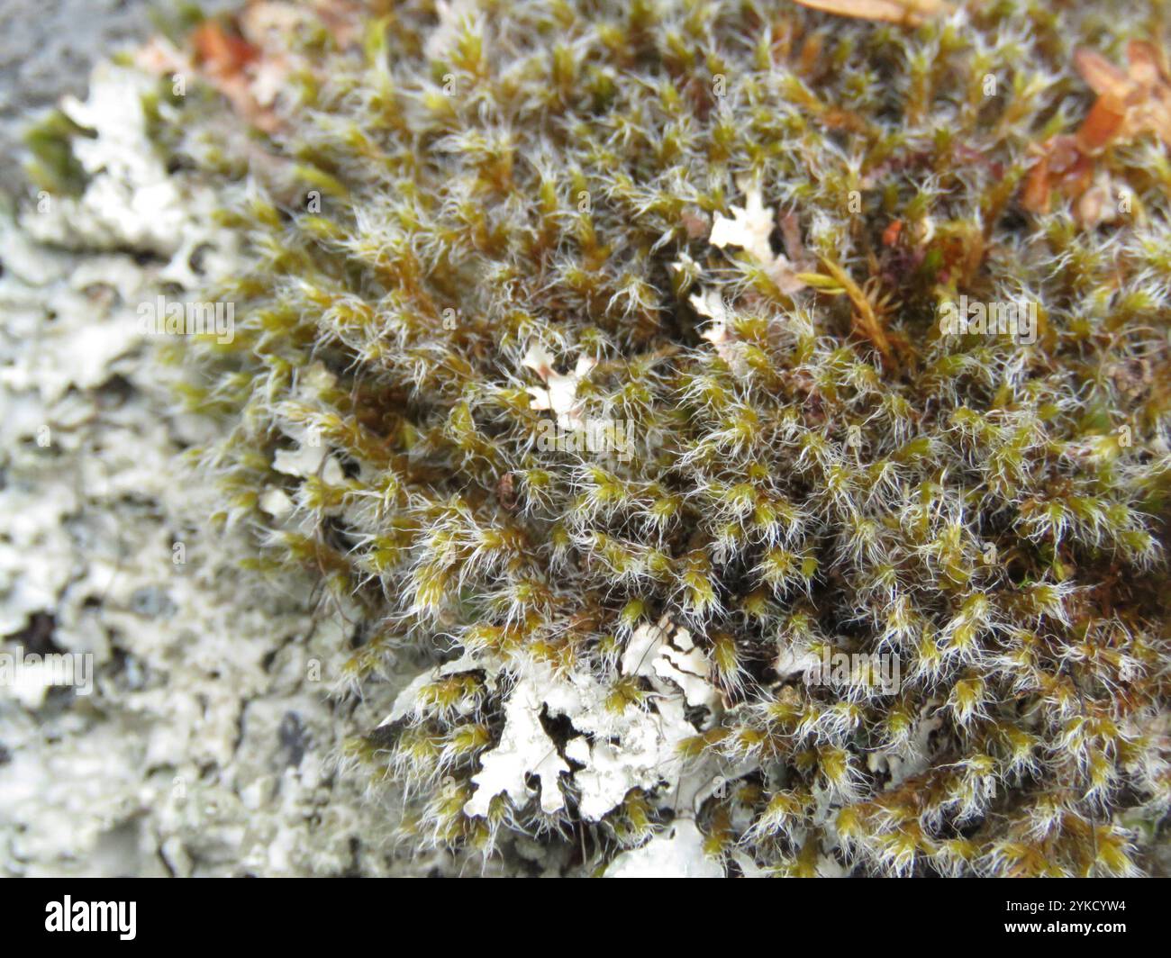 Woolly fringe moss hi-res stock photography and images - Alamy