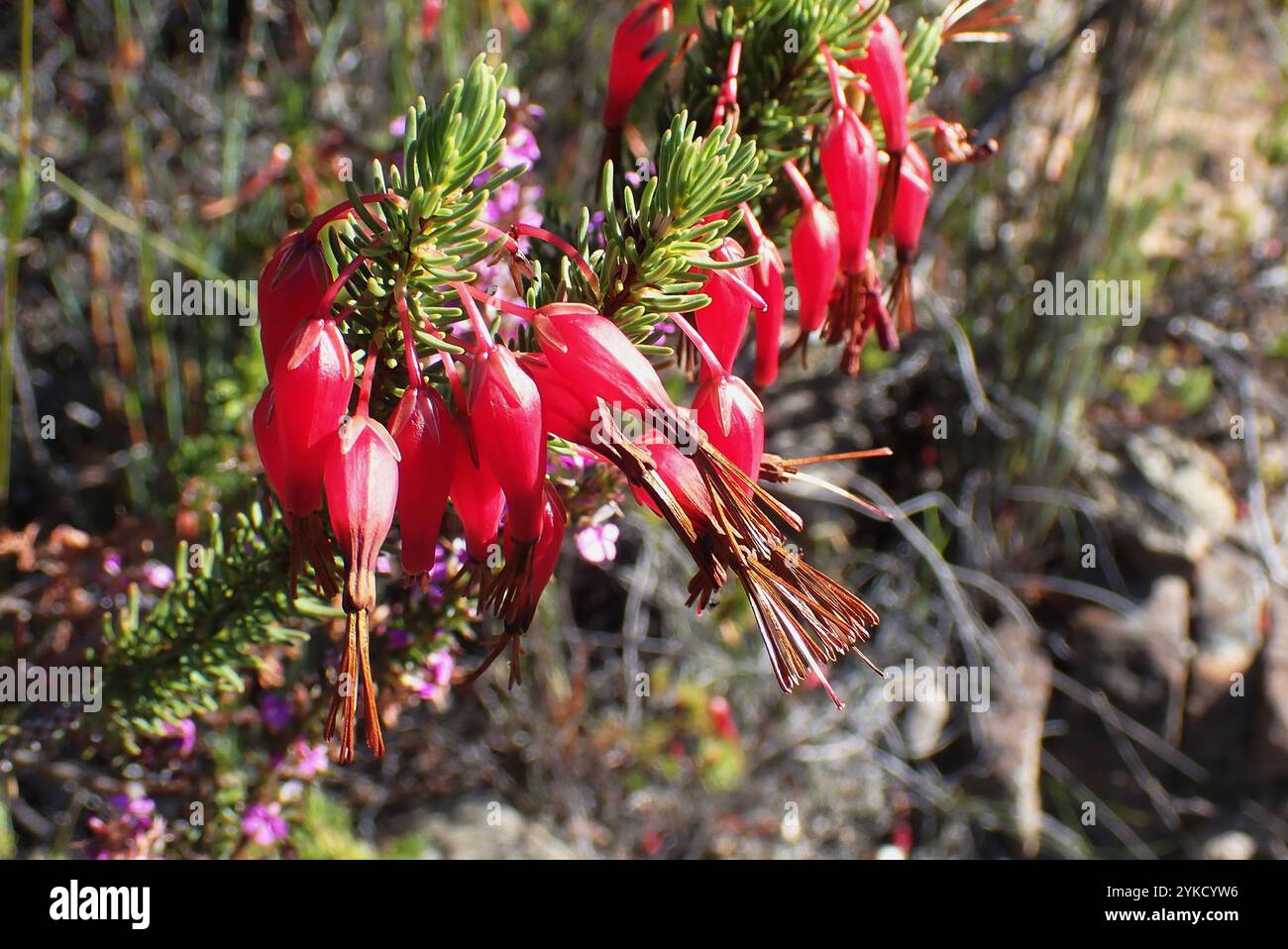 Browntongue Hangertjie (Erica plukenetii plukenetii Stock Photo - Alamy