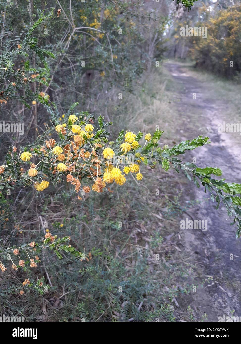Kangaroo thorn (Acacia paradoxa Stock Photo - Alamy