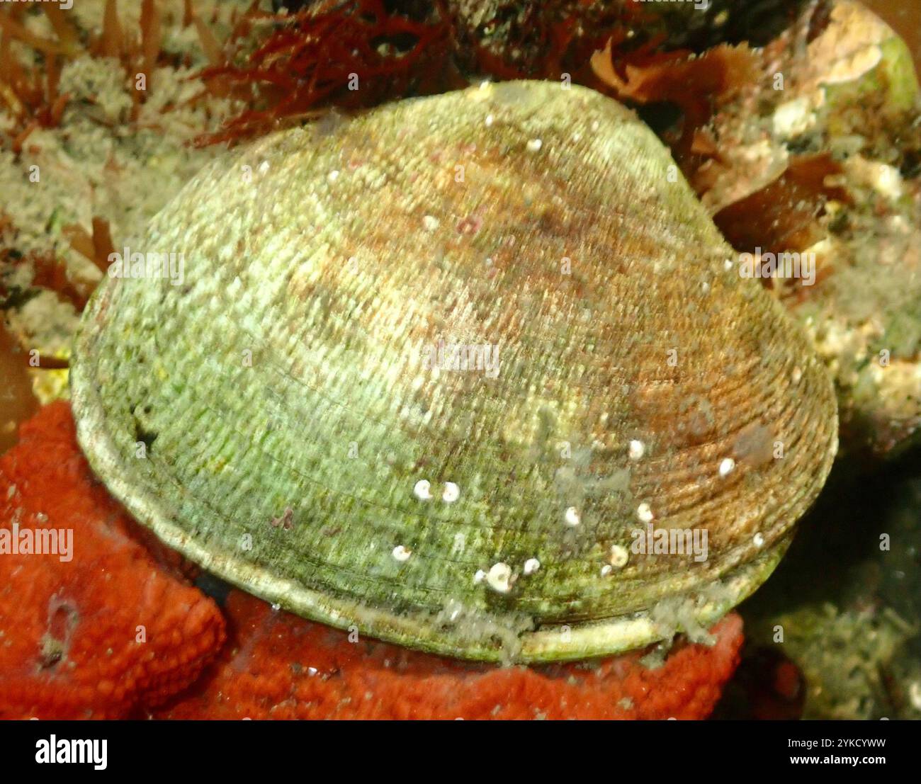 Japanese Littleneck (Ruditapes philippinarum Stock Photo - Alamy