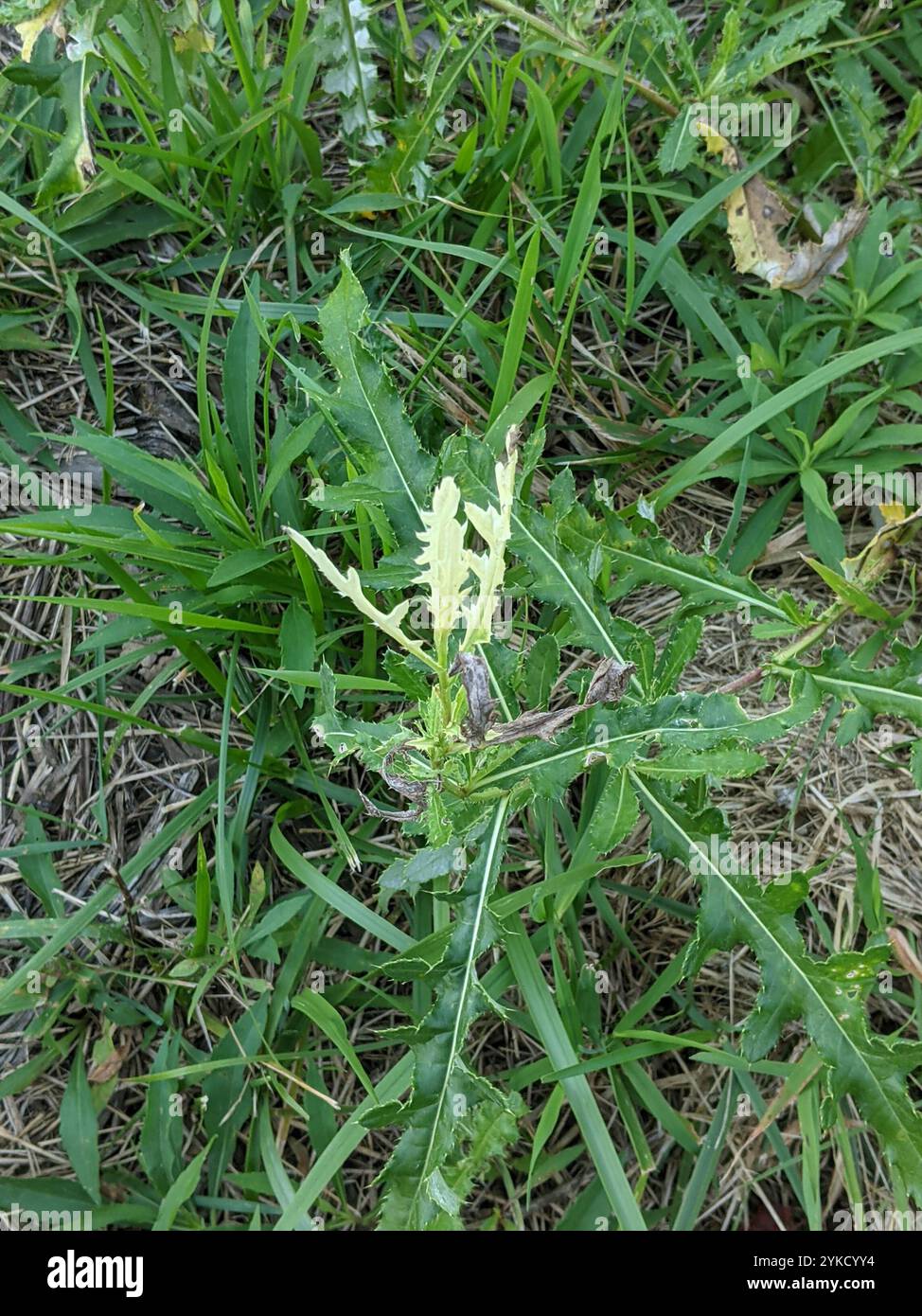 Bacterial speck hi-res stock photography and images - Alamy